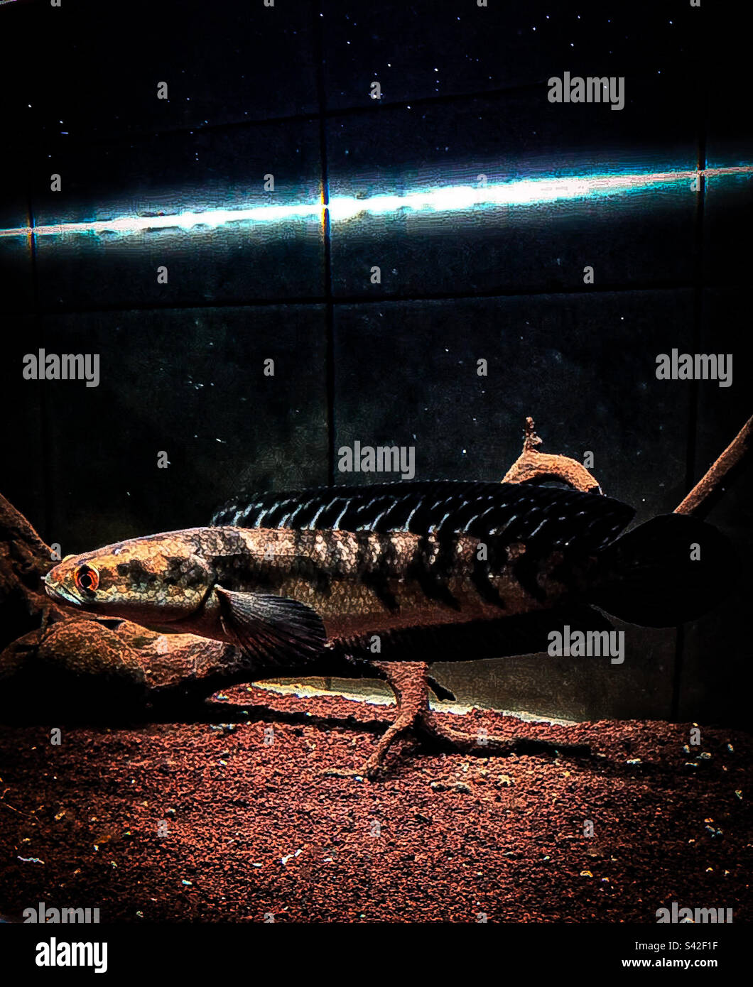 Good fish hi-res stock photography and images - Alamy