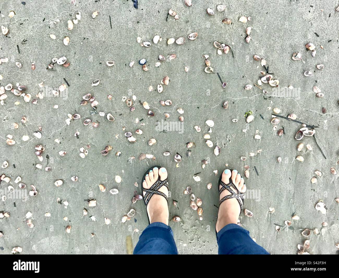 Feet amongst many small shells on a Sandy beach Stock Photo - Alamy