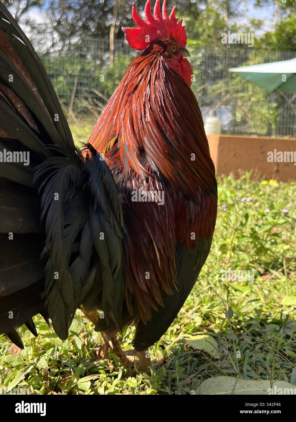 Rooster in the backyard hi-res stock photography and images - Alamy