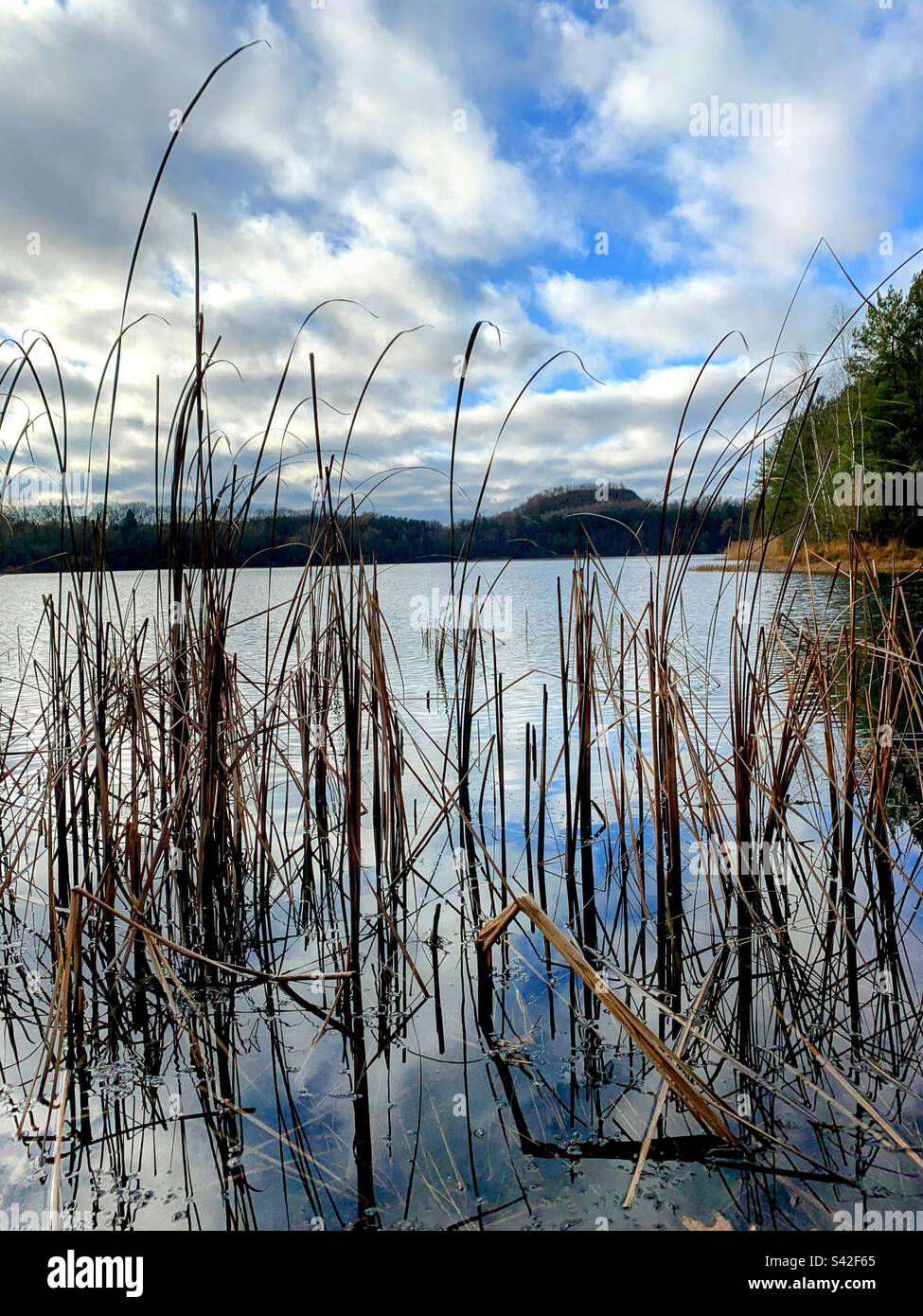 Through reed hi-res stock photography and images - Alamy