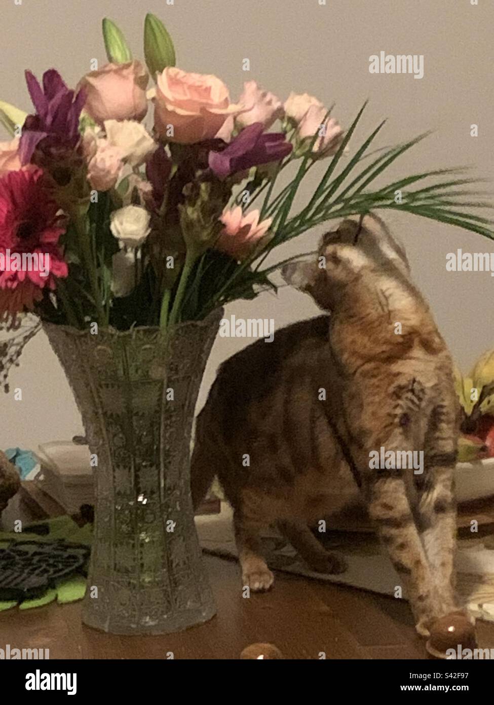 Piante del mondo hi-res stock photography and images - Alamy