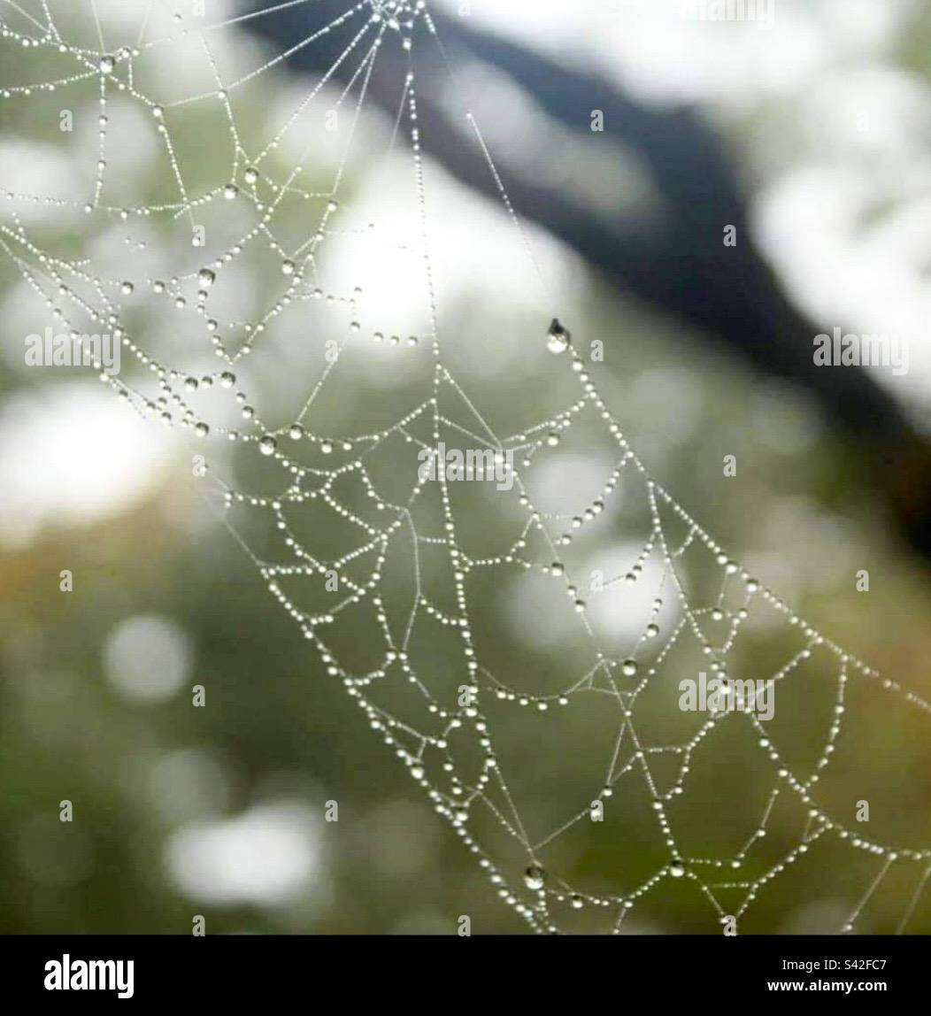 Lace web spider hi-res stock photography and images - Alamy
