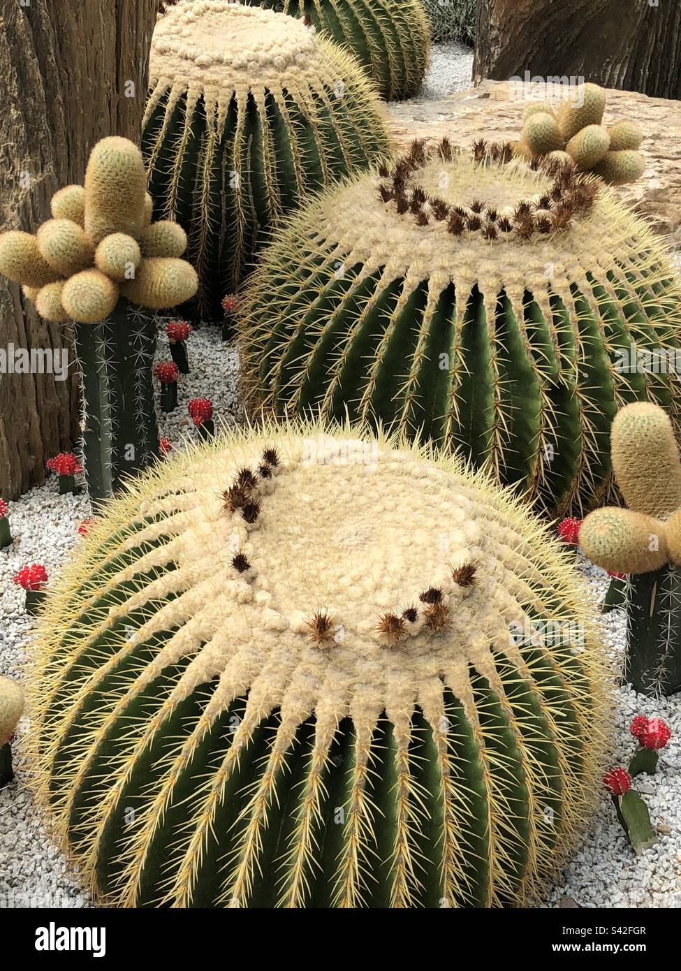 Cactus plants decorative shapes Stock Photo - Alamy