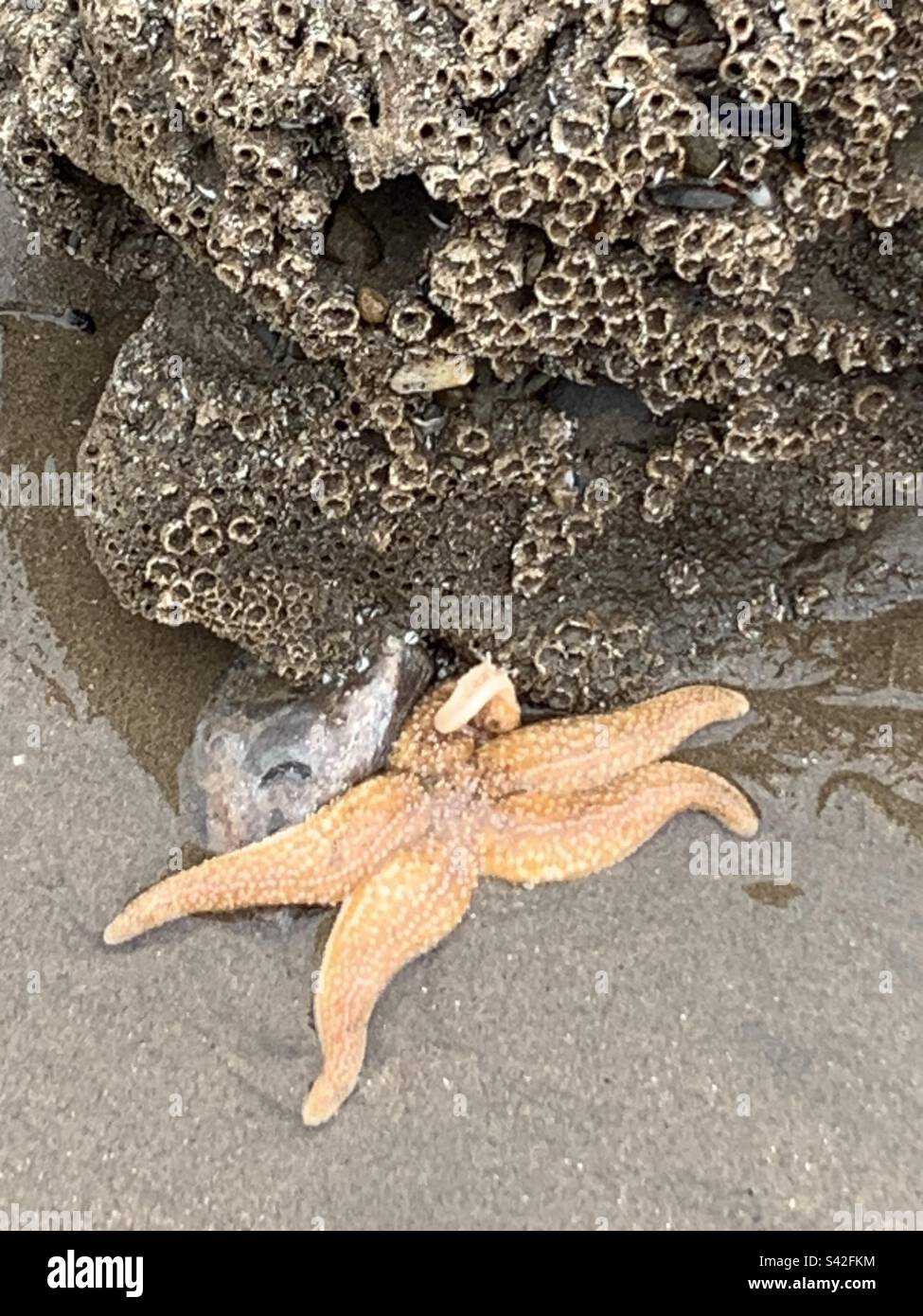 Washed up starfish hi-res stock photography and images - Alamy