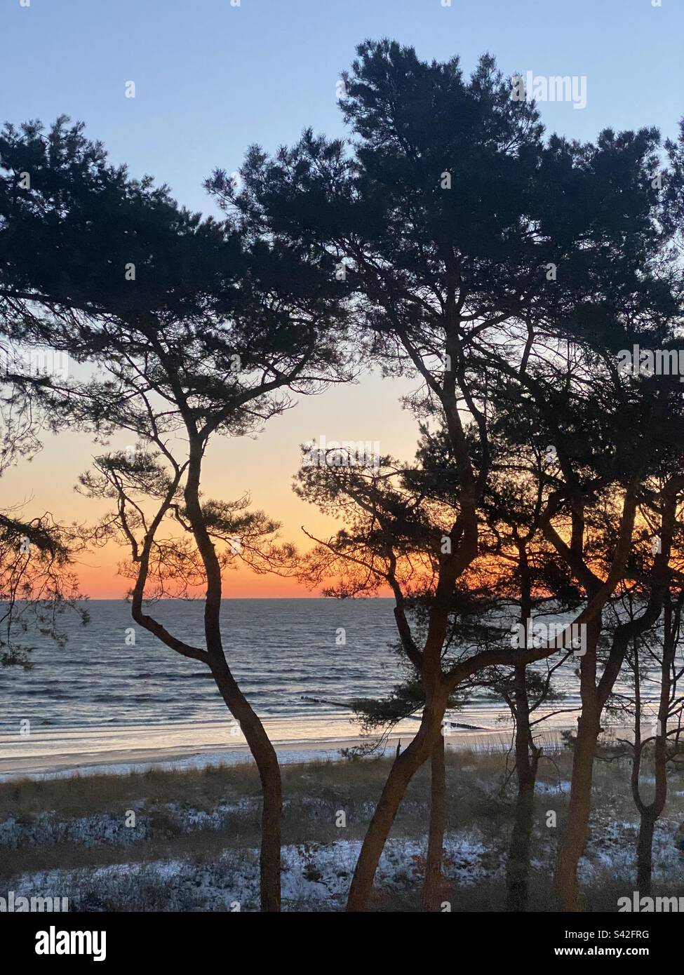 Baltic pines hi-res stock photography and images - Alamy