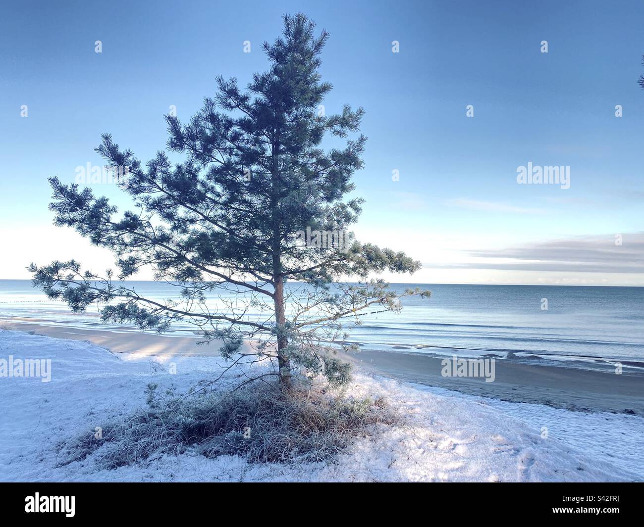 Pines at the beach with snow Stock Photo - Alamy