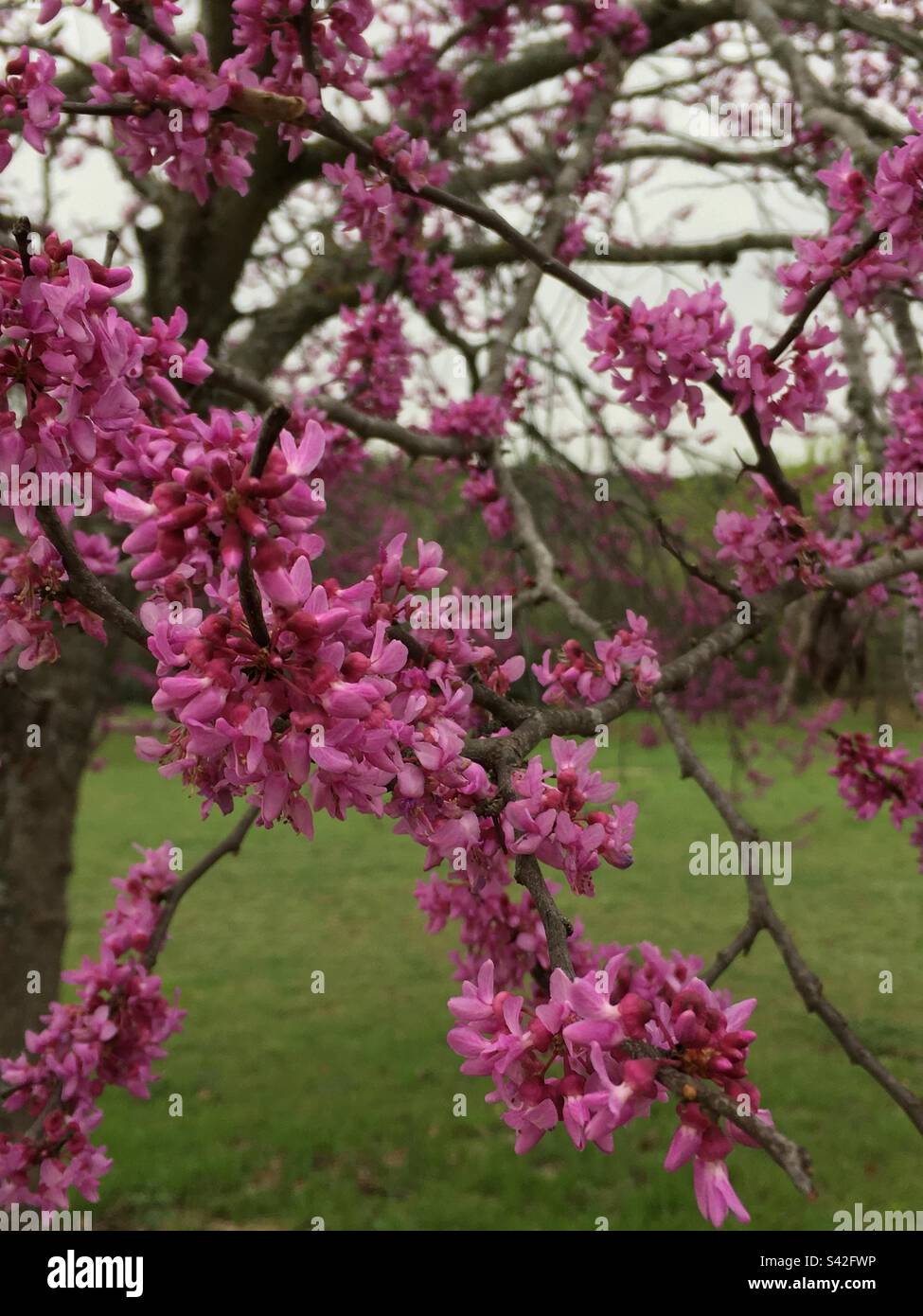 Red bud tree hi-res stock photography and images - Alamy