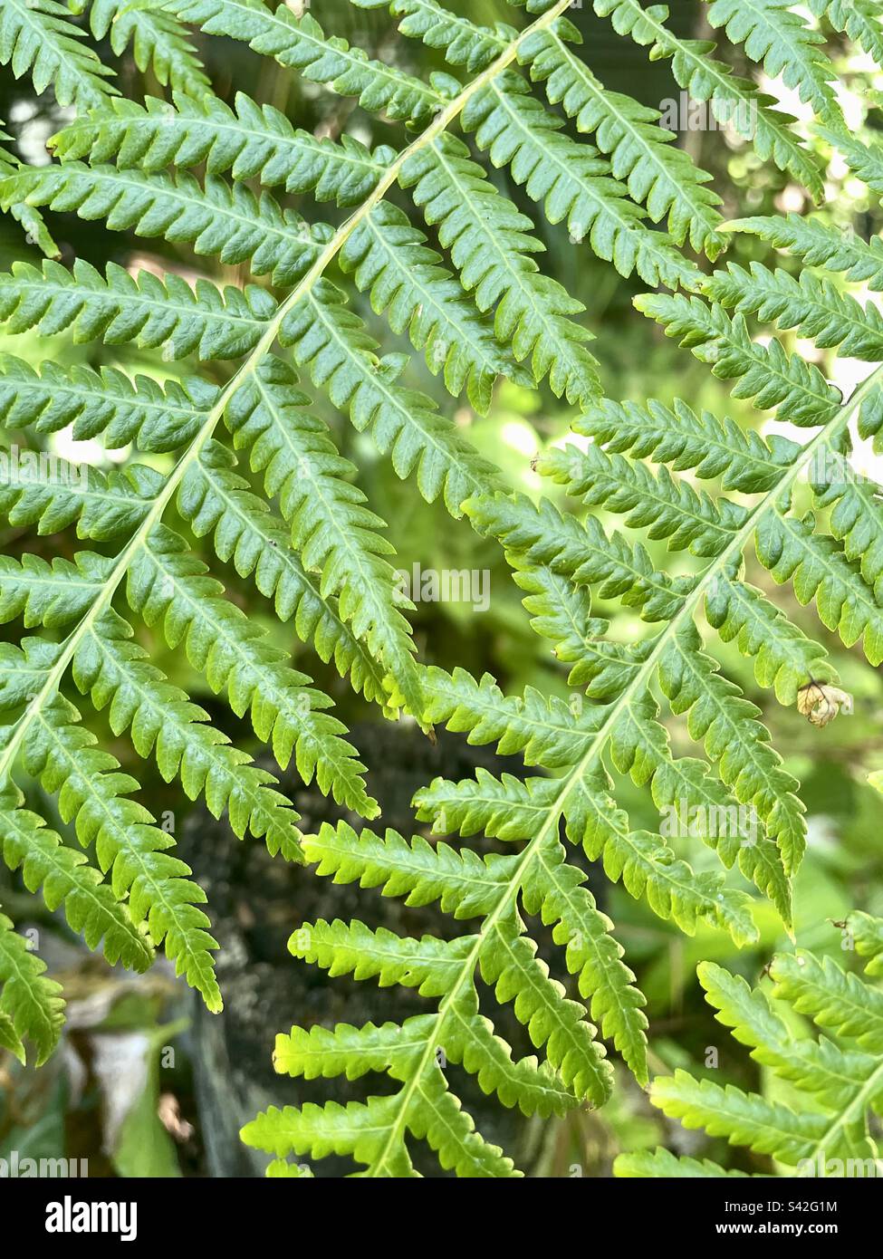 Frond leaf hi-res stock photography and images - Alamy