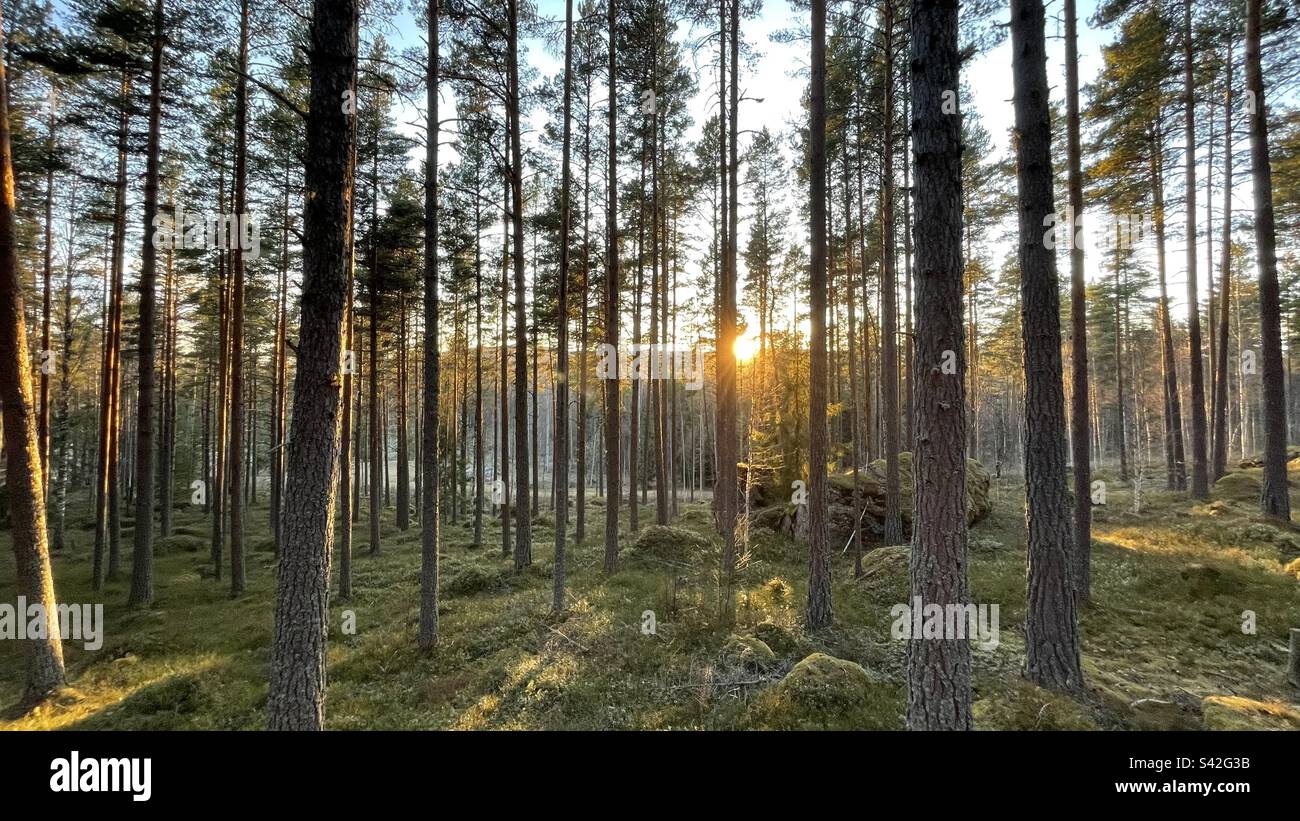 Sweden forest hi-res stock photography and images - Alamy