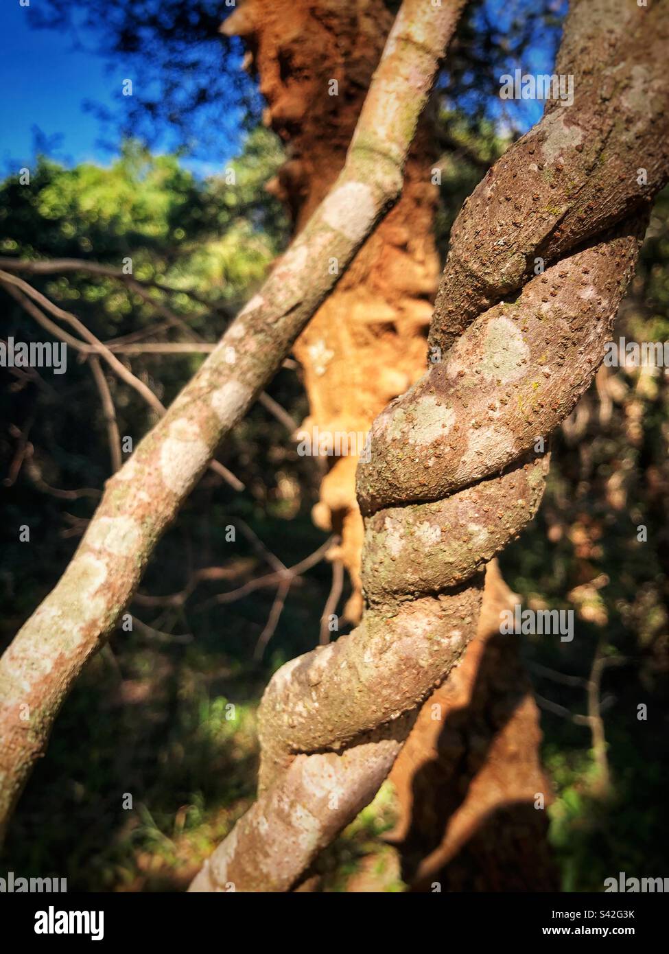 Tangled trees hi-res stock photography and images - Alamy