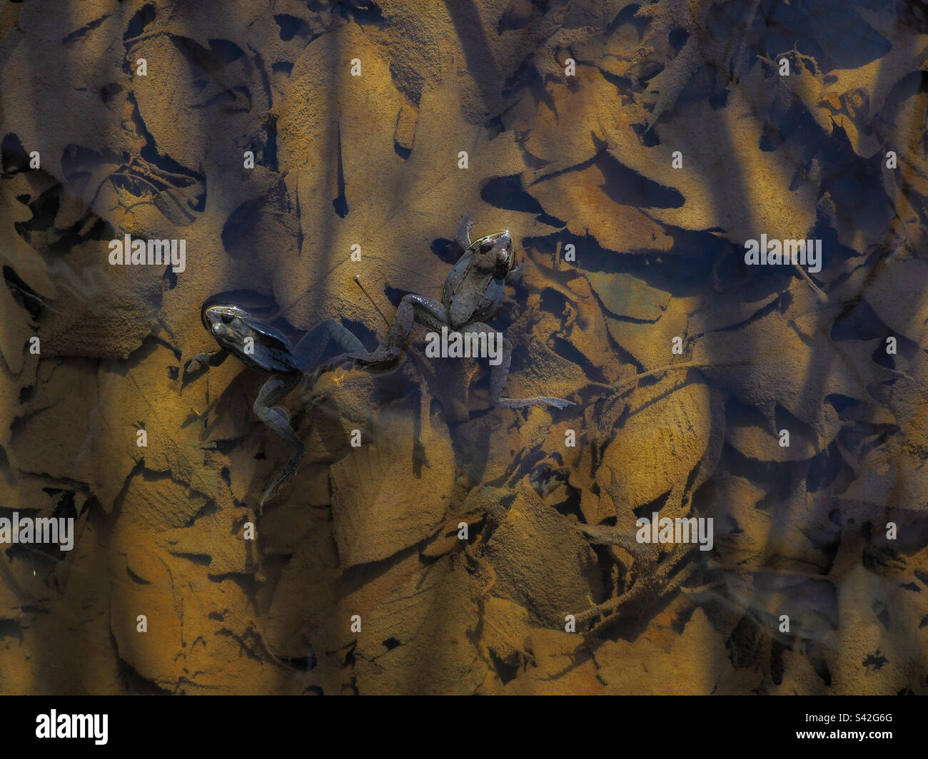 Two friends hanging out Stock Photo - Alamy Two friends hanging out Stock Photo - Alamy
