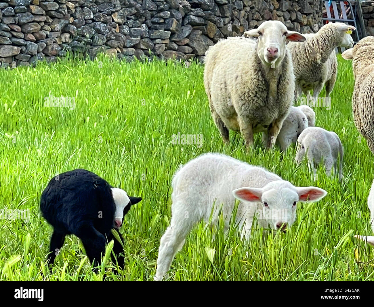 Sheep and lamps in a meadow Stock Photo - Alamy