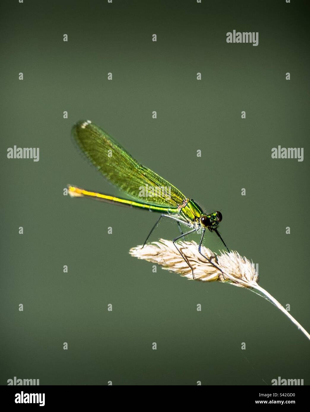 The dragonfly 2 Stock Photo - Alamy