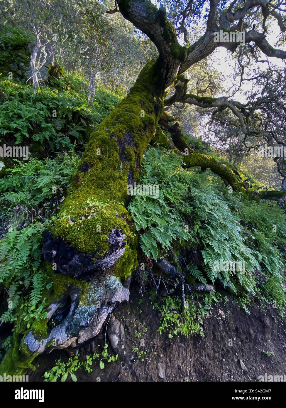 Ferns grow around a California oak tree – Garzas Canyon, Carmel, Valley ...
