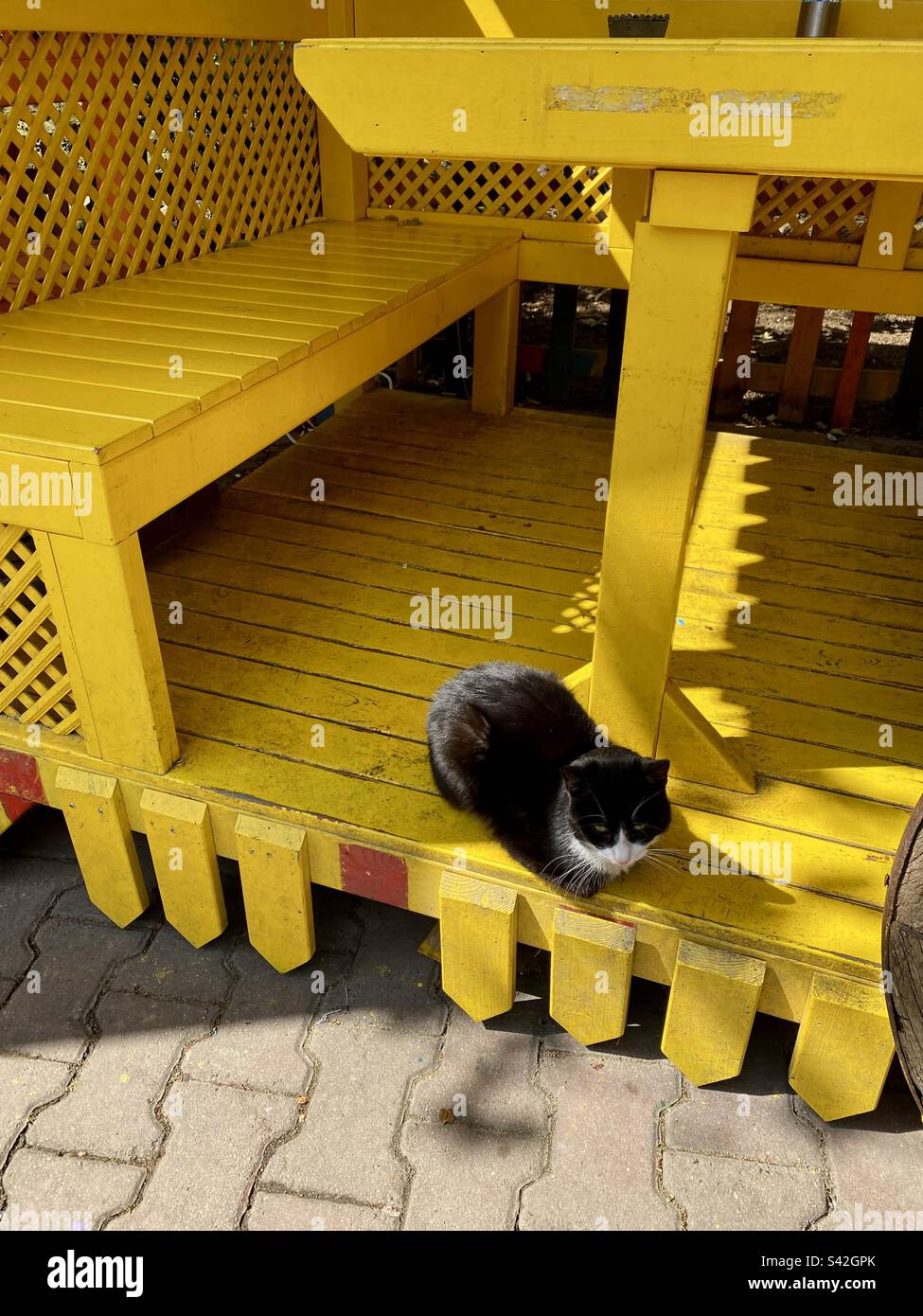 Gatto hi-res stock photography and images - Alamy