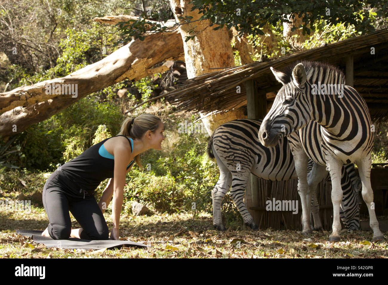 Yoga with zebras, photographed in South Africa Stock Photo - Alamy