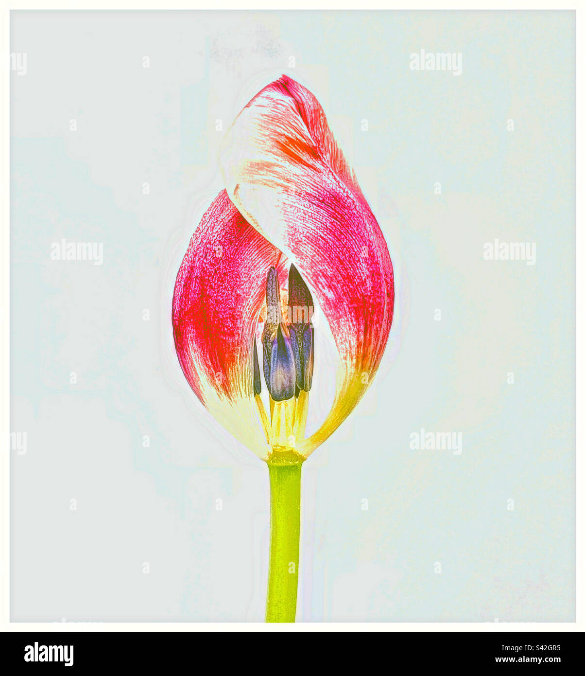 Flower stem texture hi-res stock photography and images - Alamy