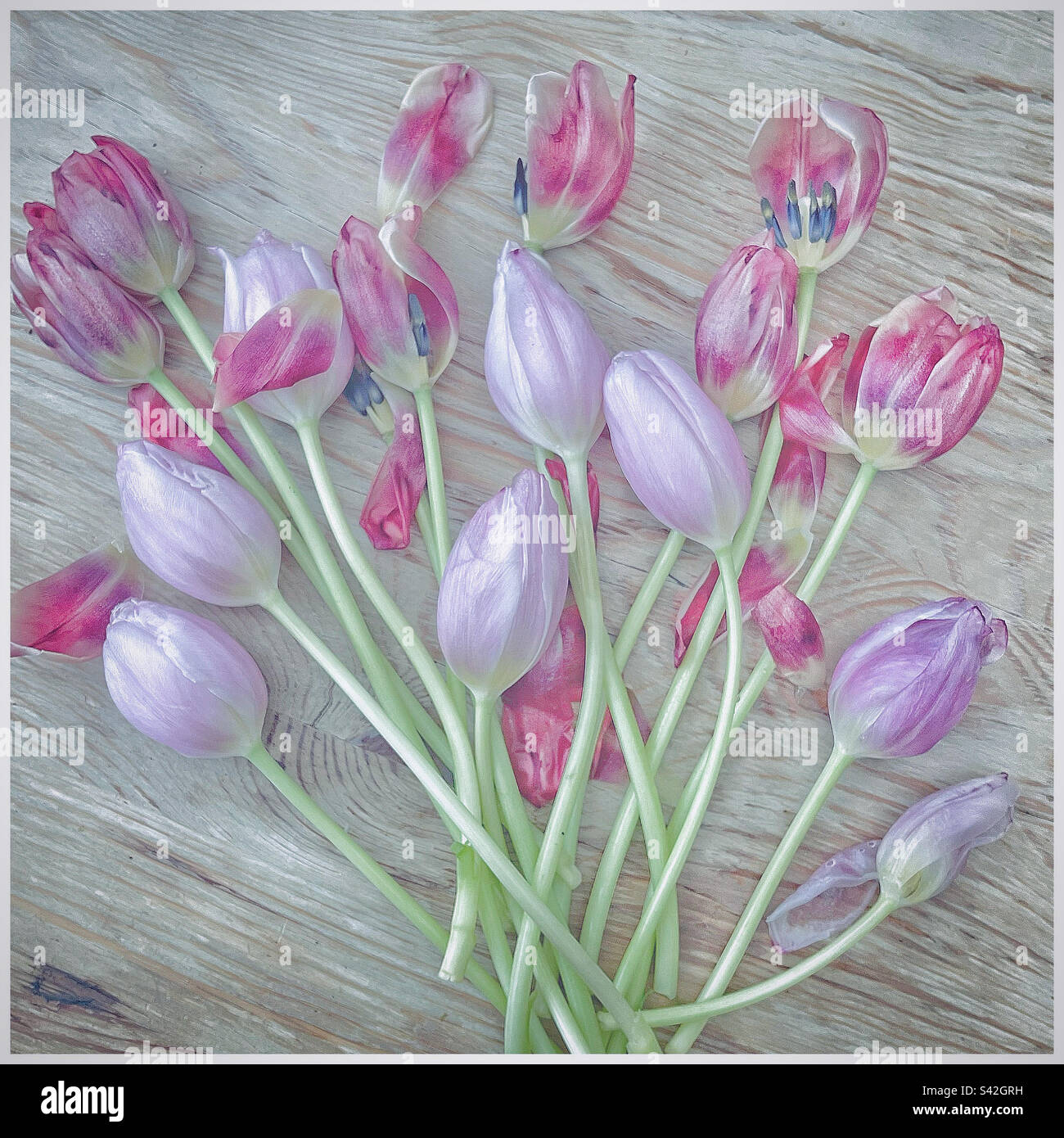 Tulips art hi-res stock photography and images - Alamy