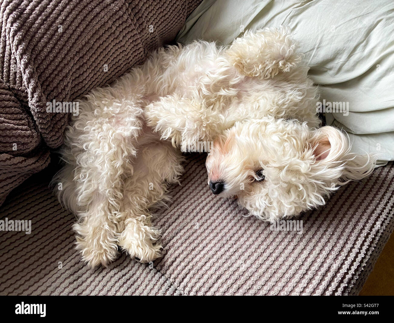 A small, white, fluffy cavapoo dog relaxing on a settee Stock Photo - Alamy