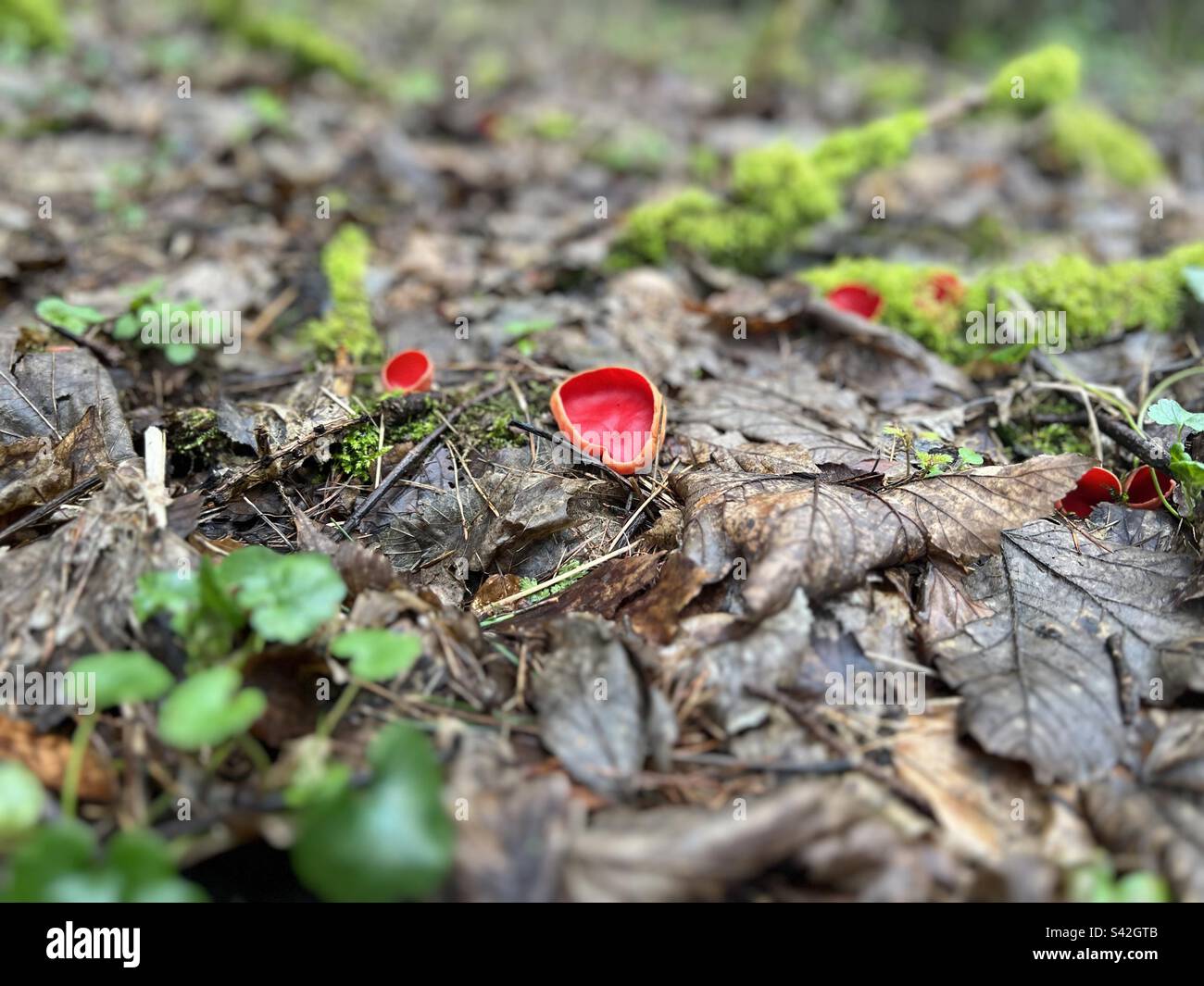 Red fungus hi-res stock photography and images - Alamy