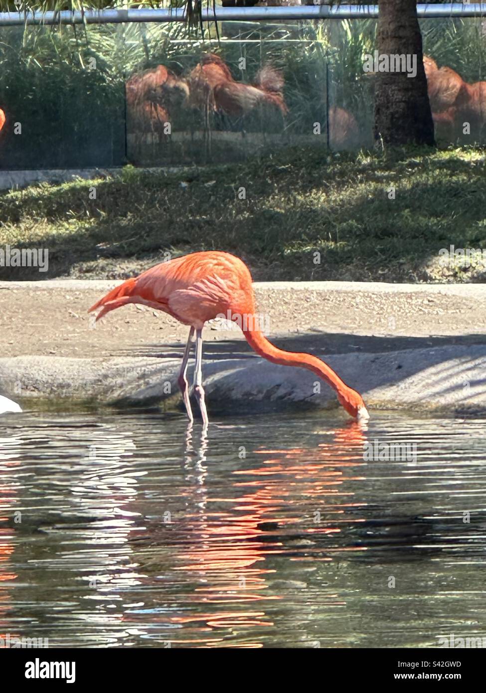 Single flamingo at zoo Stock Photo - Alamy