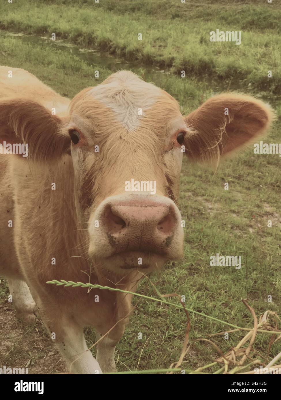 Cow selfie hi-res stock photography and images - Alamy