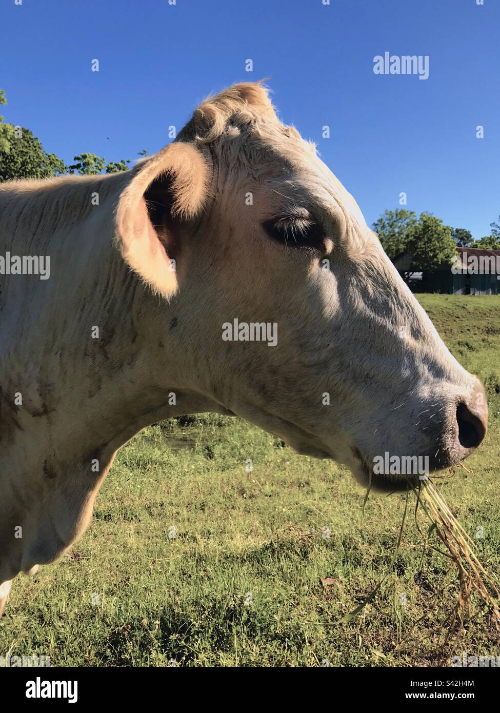 Cow profile hi-res stock photography and images - Alamy
