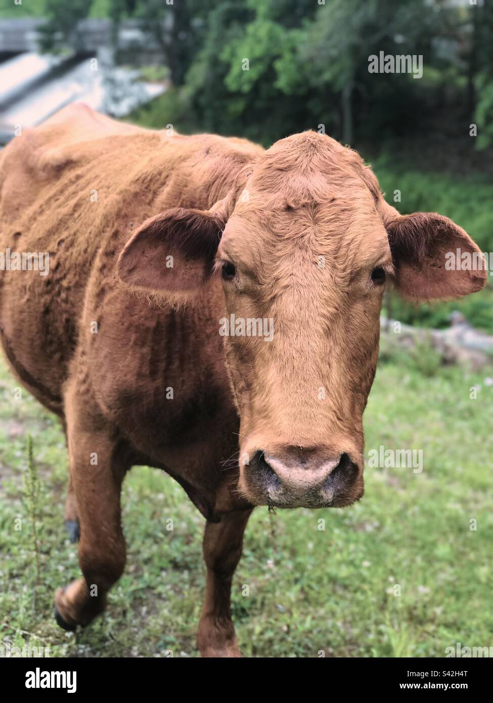 Cow outside hi-res stock photography and images - Alamy