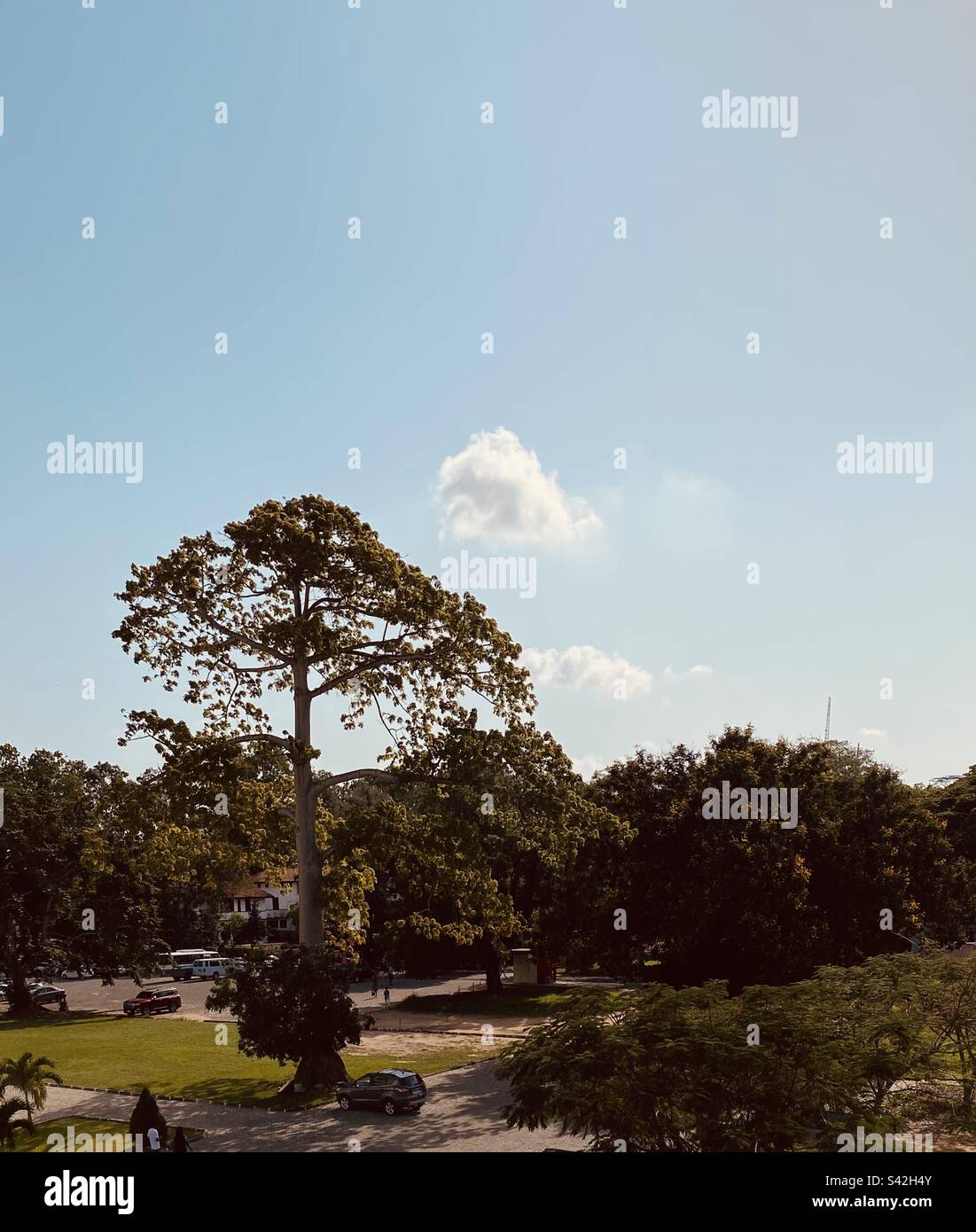 Big tall tree hi-res stock photography and images - Alamy