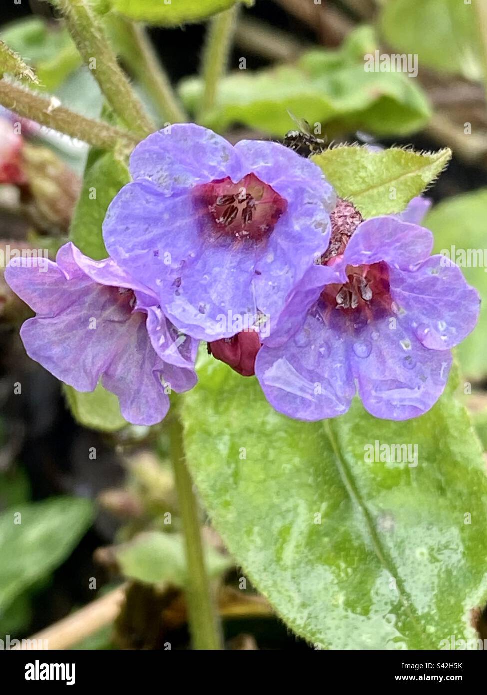 Spring flowers after the rain Stock Photo - Alamy