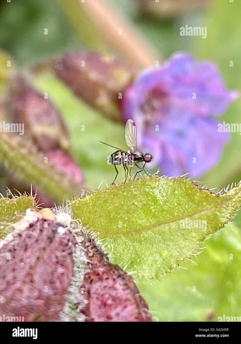 Winged insect hi-res stock photography and images - Alamy