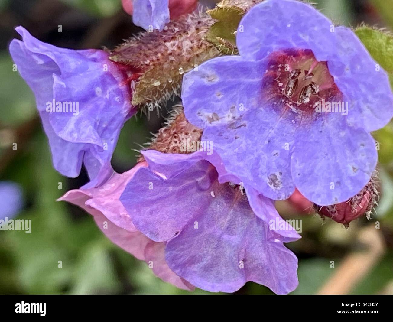 Spring flowers after the rain Stock Photo - Alamy