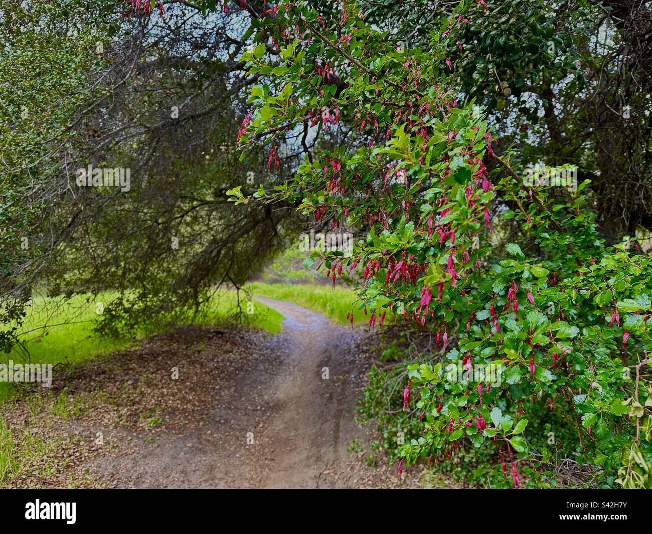 Fuschia flower gooseberry grows next to a winding trail during the wet ...