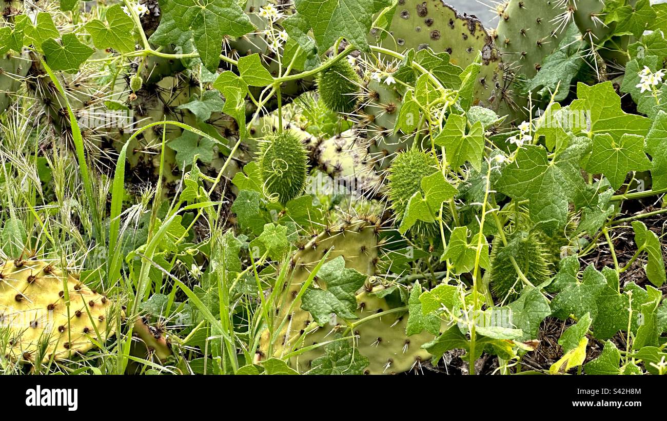 Cucamonga hi-res stock photography and images - Alamy