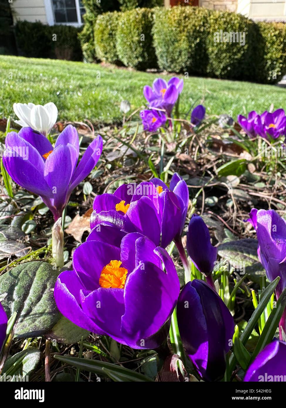 Lawn crocus garden hi-res stock photography and images - Alamy
