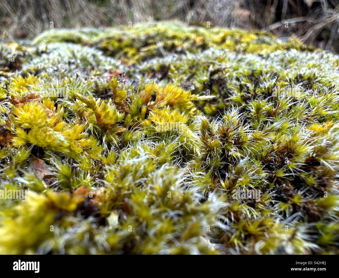 Thick moss growing on a rock Stock Photo - Alamy