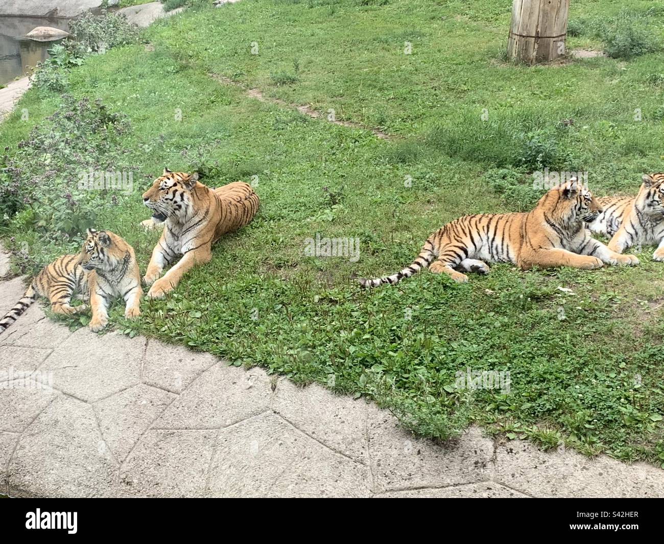 Four tigers hi-res stock photography and images - Alamy