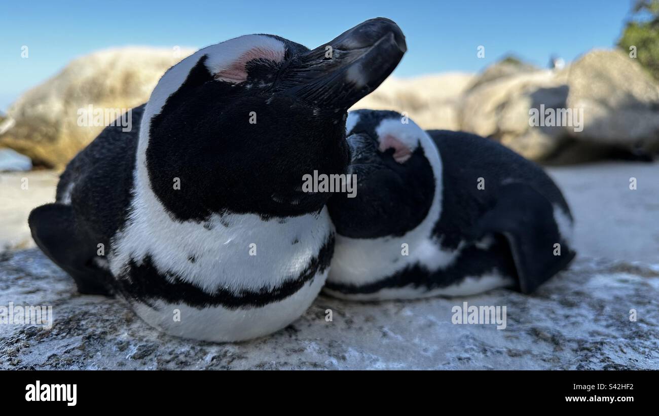 Animals snuggling hi-res stock photography and images - Alamy