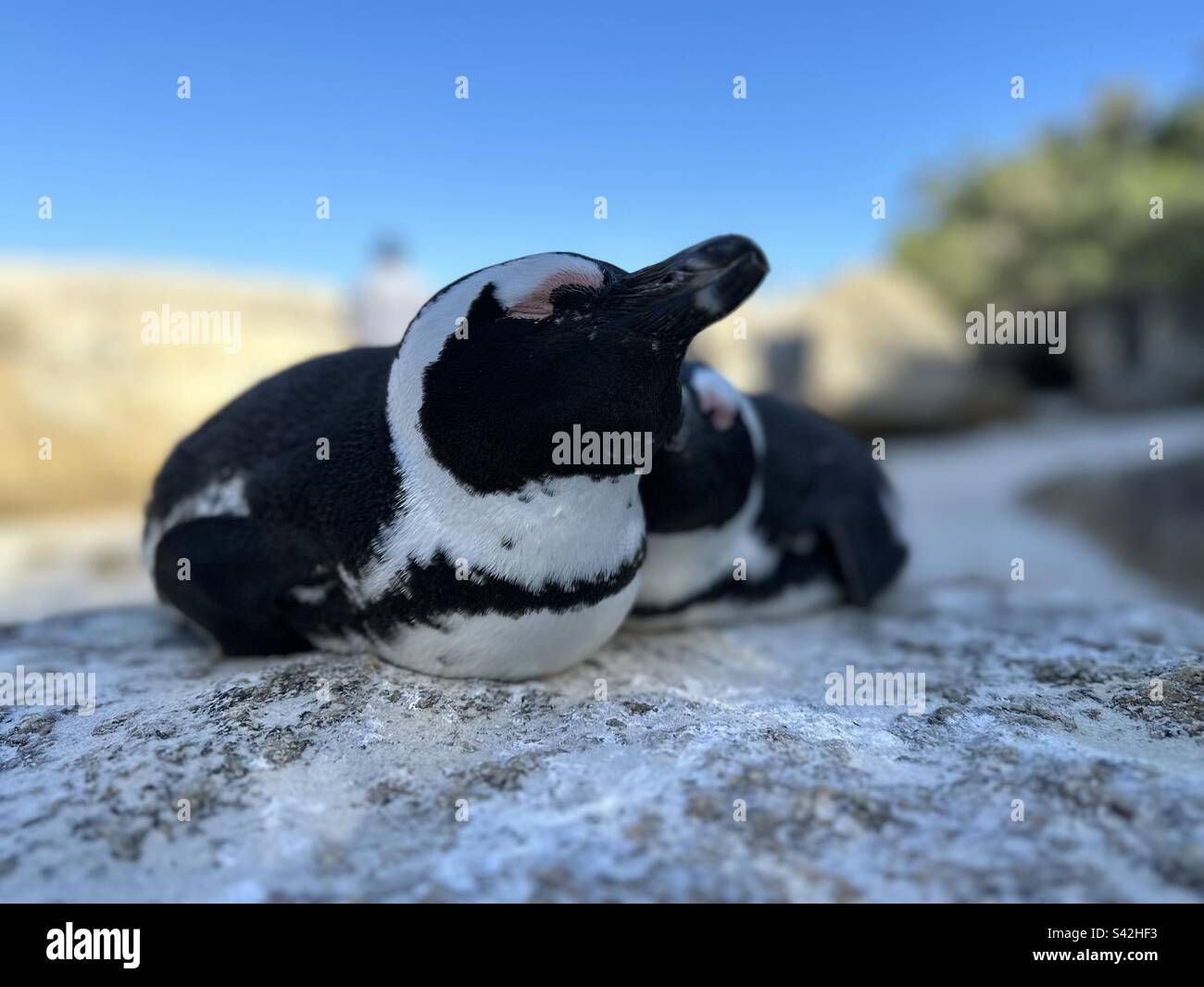 Penguins sleeping hi-res stock photography and images - Alamy