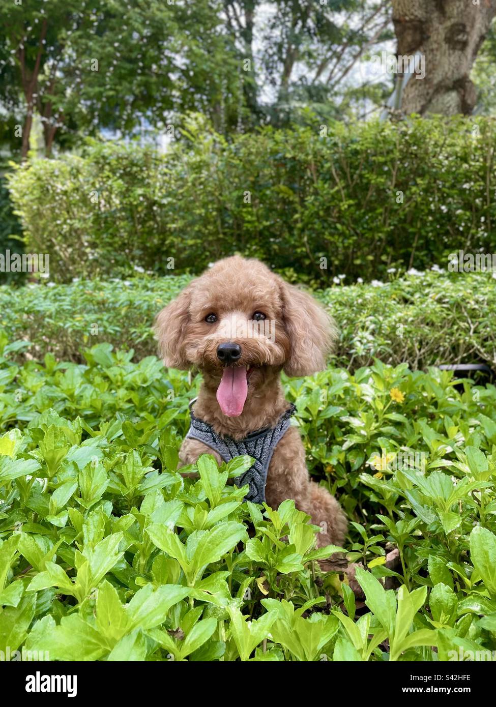 Nature dog hi-res stock photography and images - Alamy
