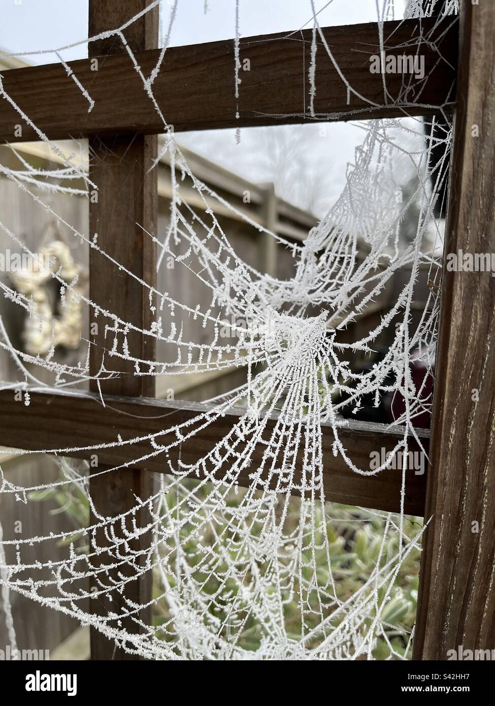 Spiders web frost garden hi-res stock photography and images - Alamy