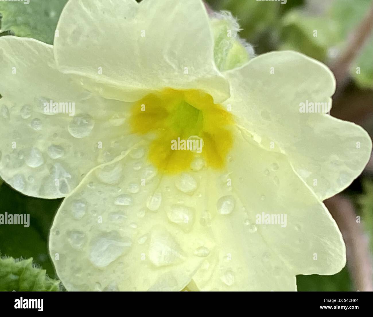 Wild primrose hi-res stock photography and images - Alamy