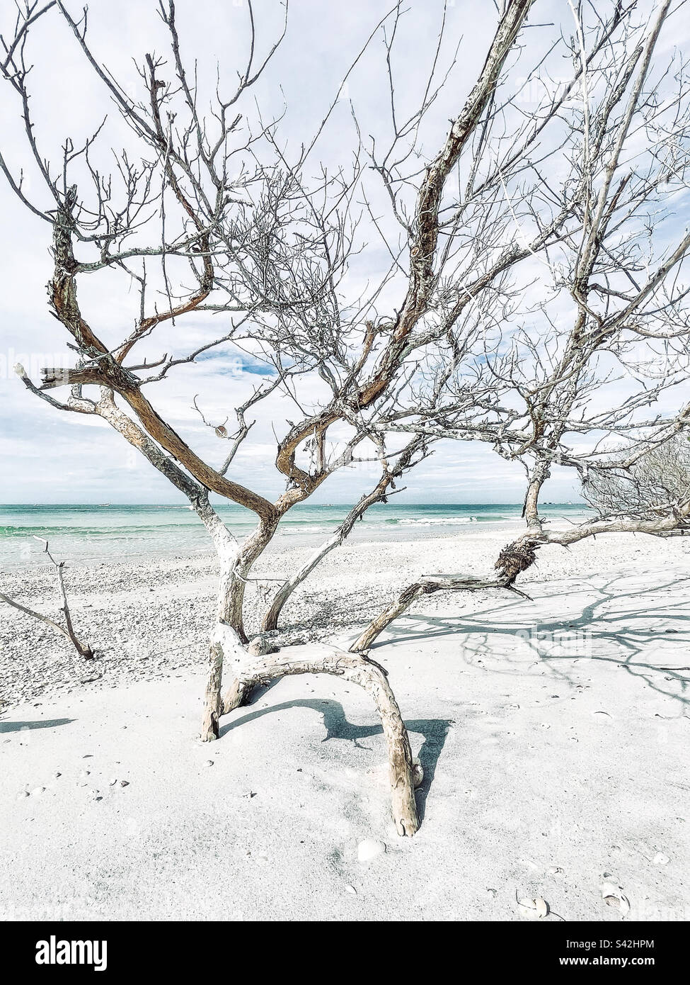 Tree on Shell Key island, Florida Stock Photo - Alamy