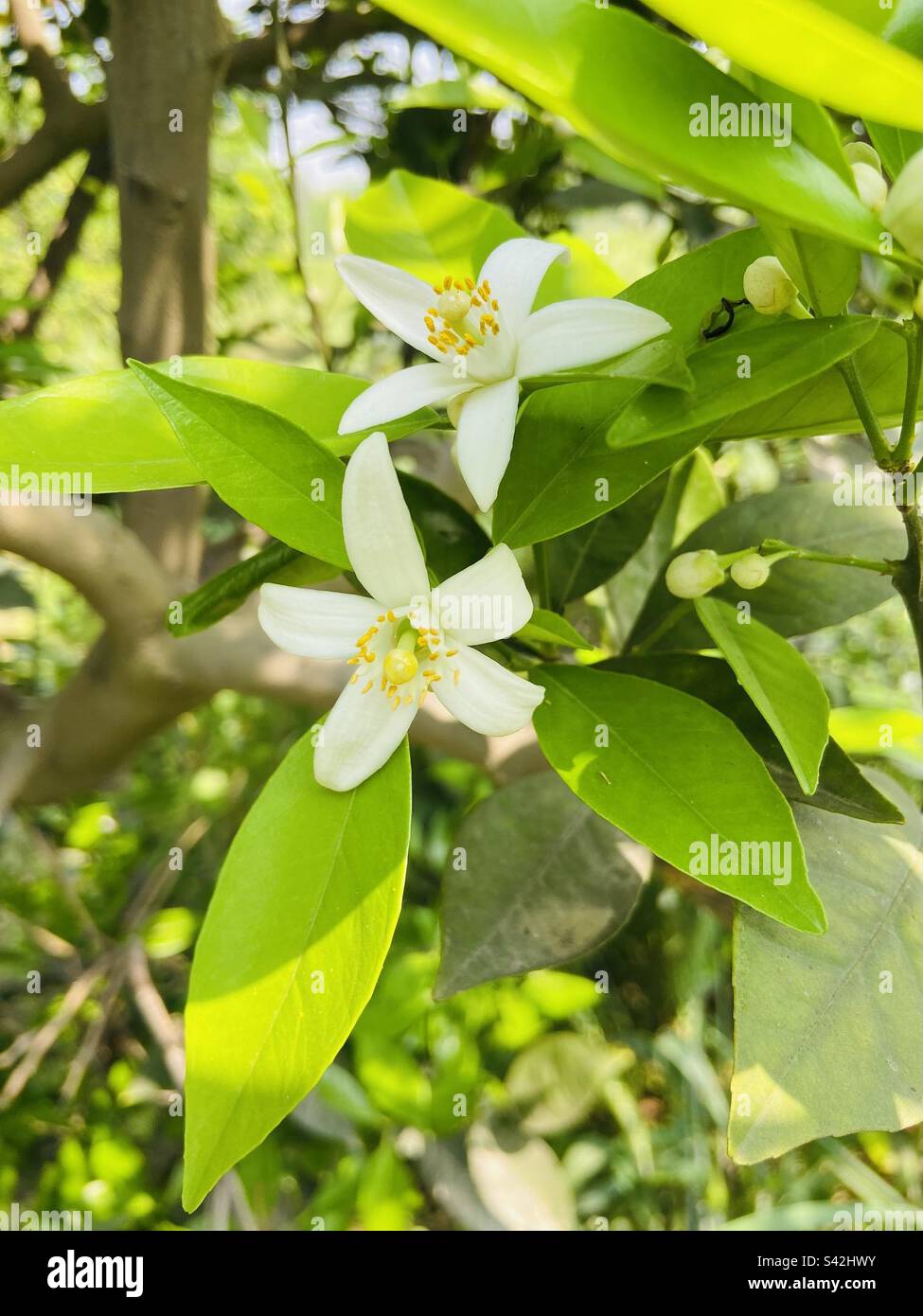 Original flowers hi-res stock photography and images - Alamy