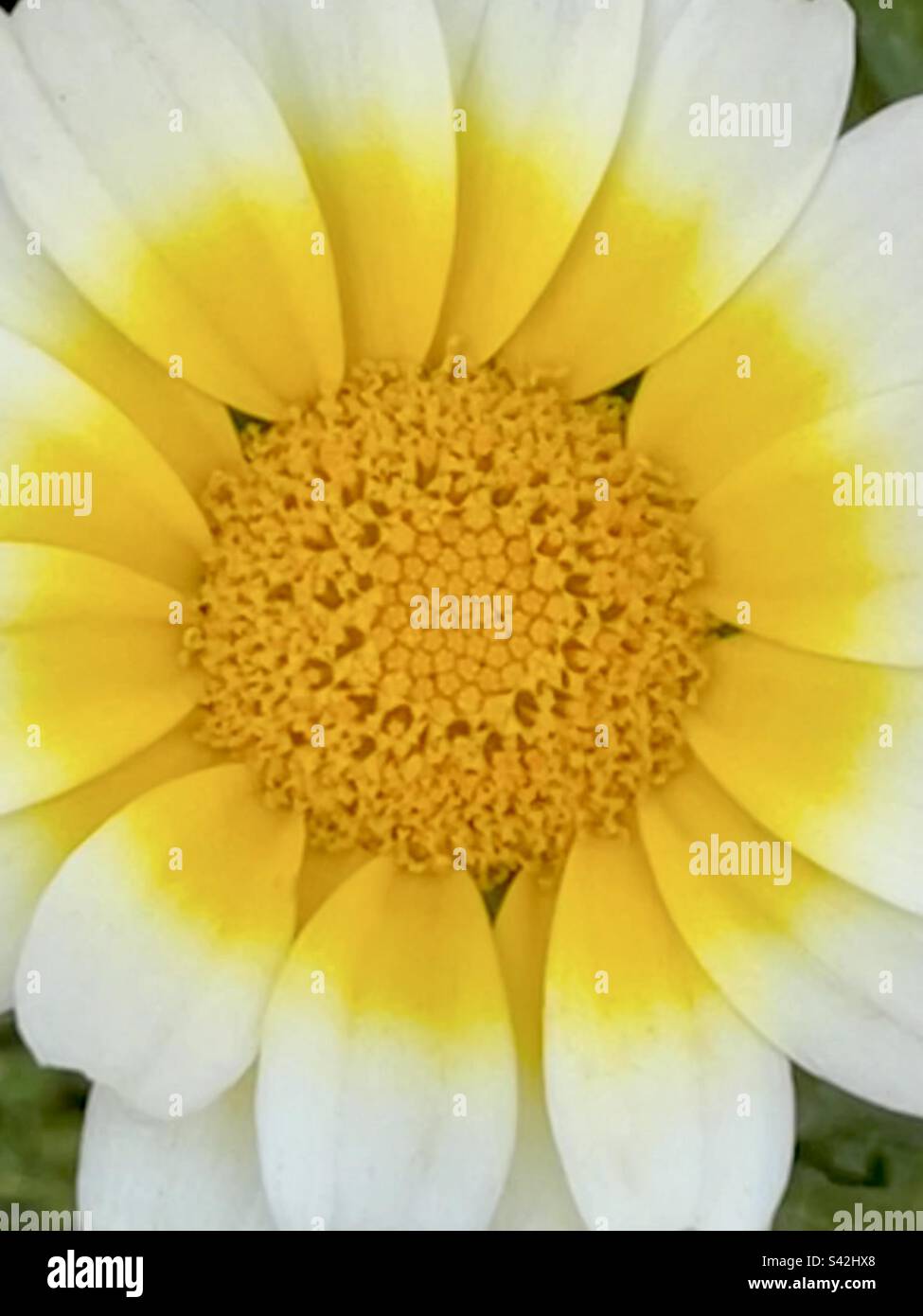 Crown daisy closeup hi-res stock photography and images - Alamy