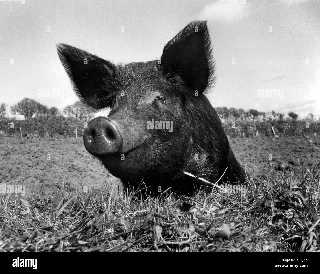 Massive pig hi-res stock photography and images - Alamy