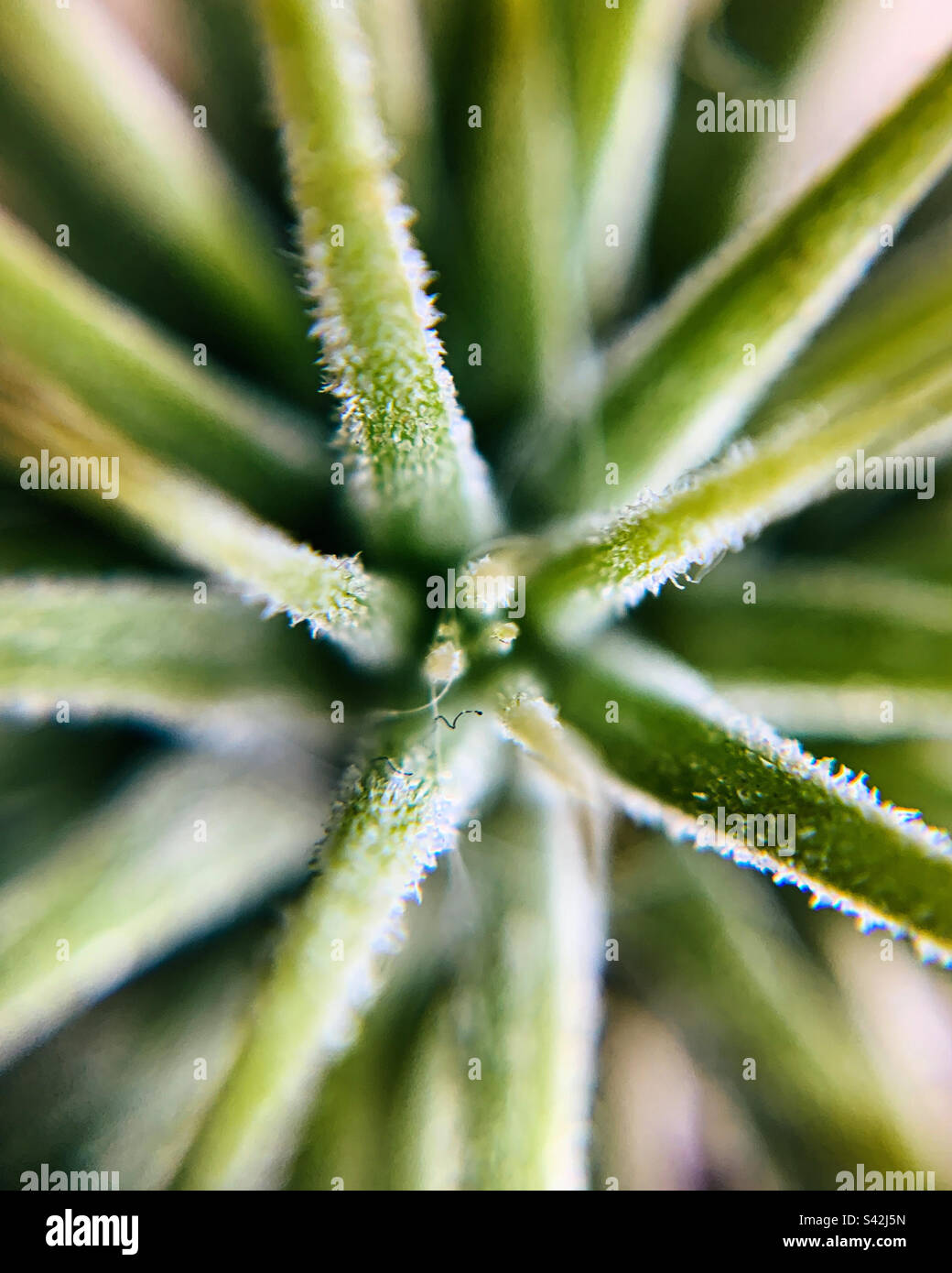 Green plant up close Stock Photo - Alamy