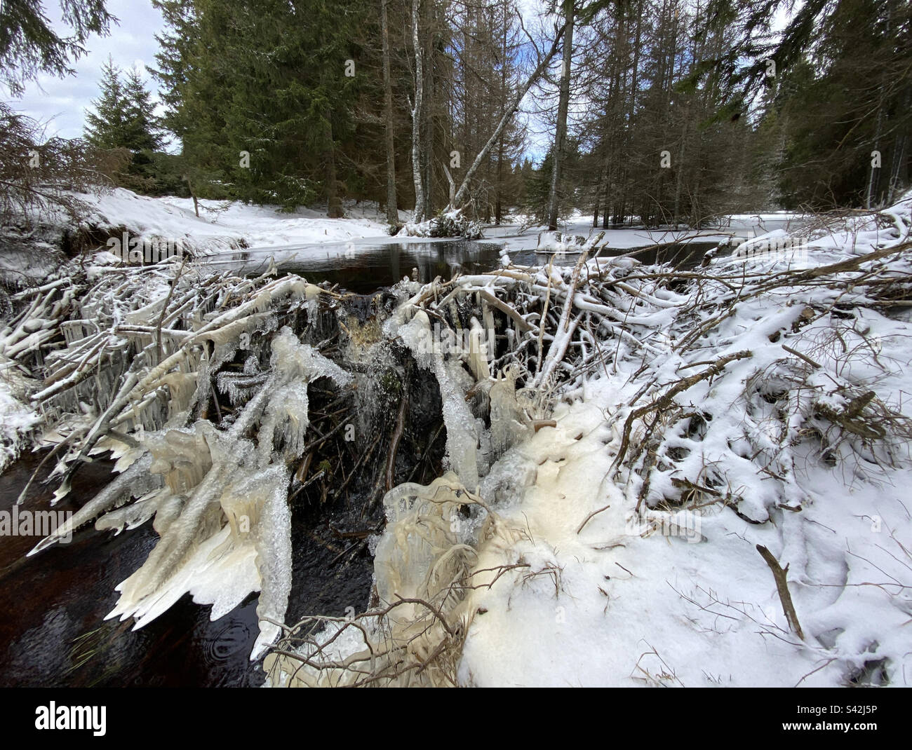 Beaver activity in the landscape Stock Photo - Alamy