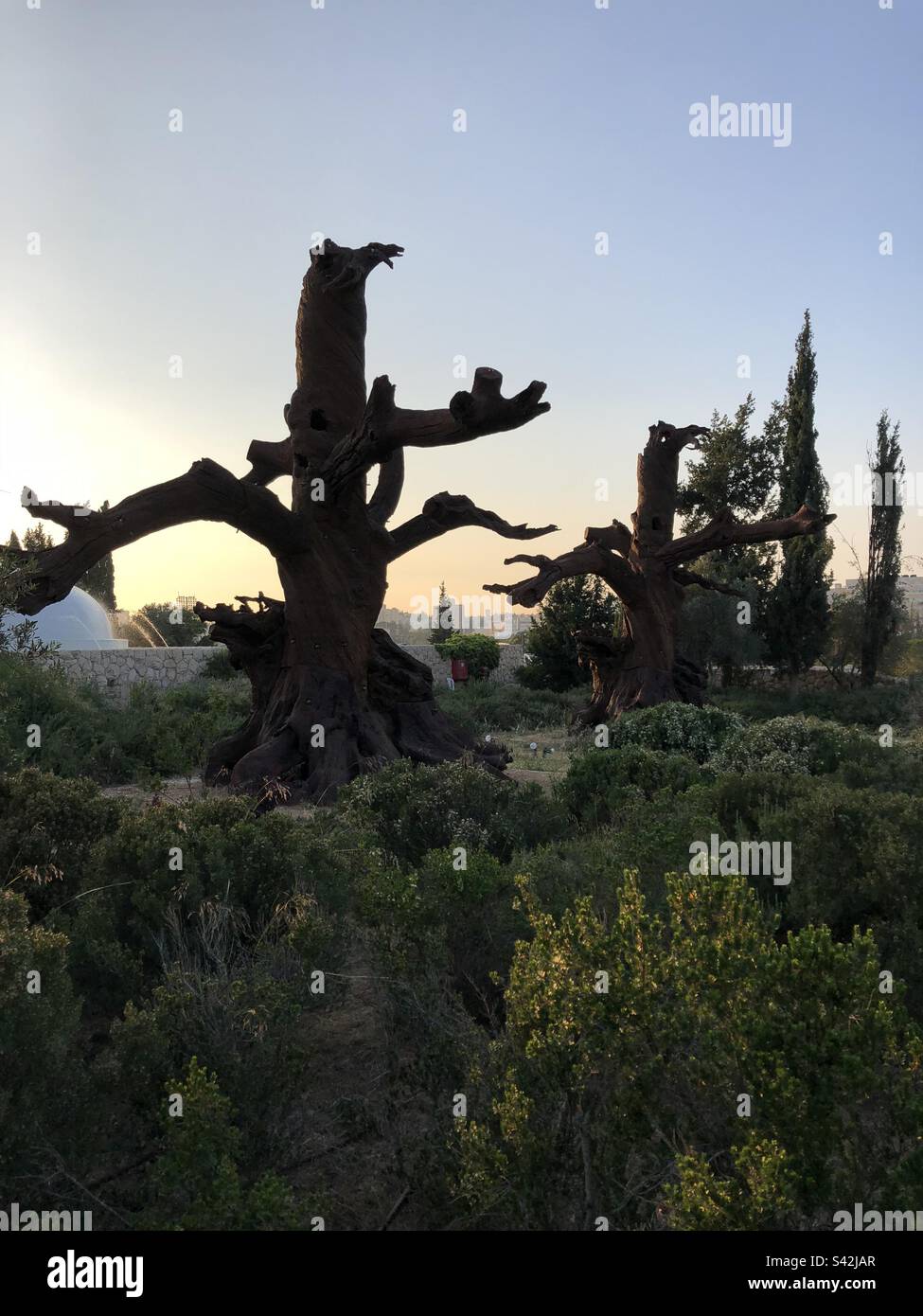 Tree in Jerusalem Stock Photo - Alamy