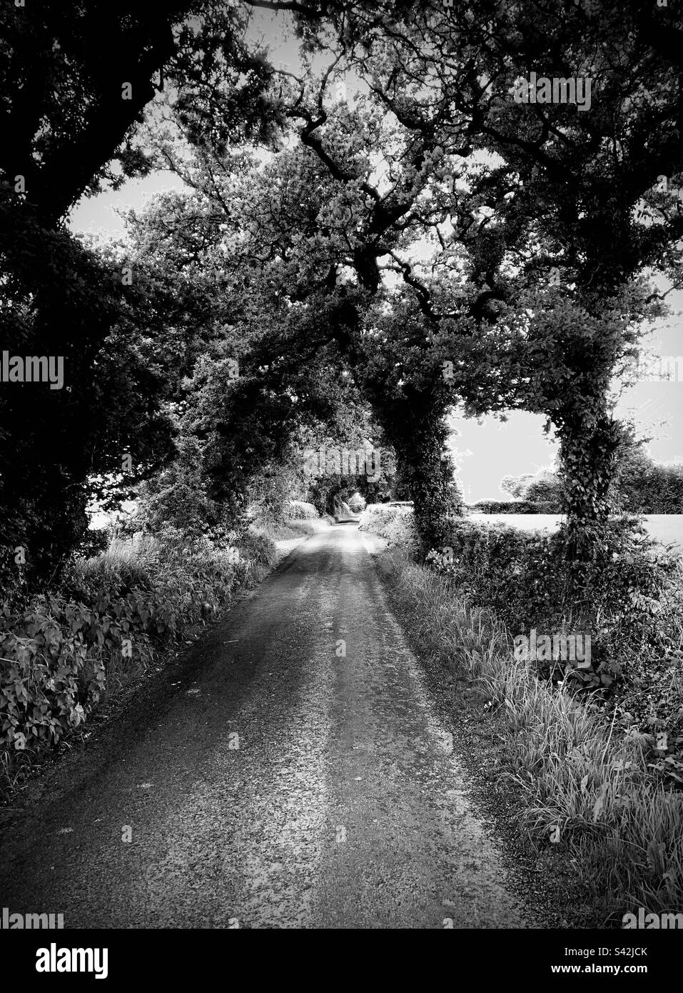 Country lane Black and White Stock Photos & Images - Alamy